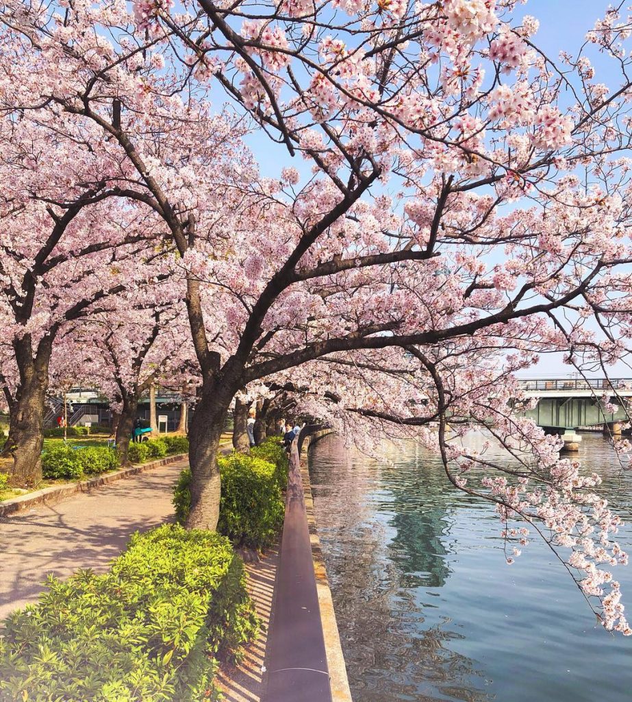 Springtime Vacation in Japan | Where to Enjoy Cherry Blossoms in Japan 2024