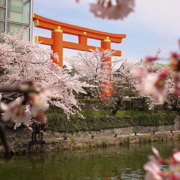 Springtime Vacation in Japan | Where to Enjoy Cherry Blossoms in Japan 2024