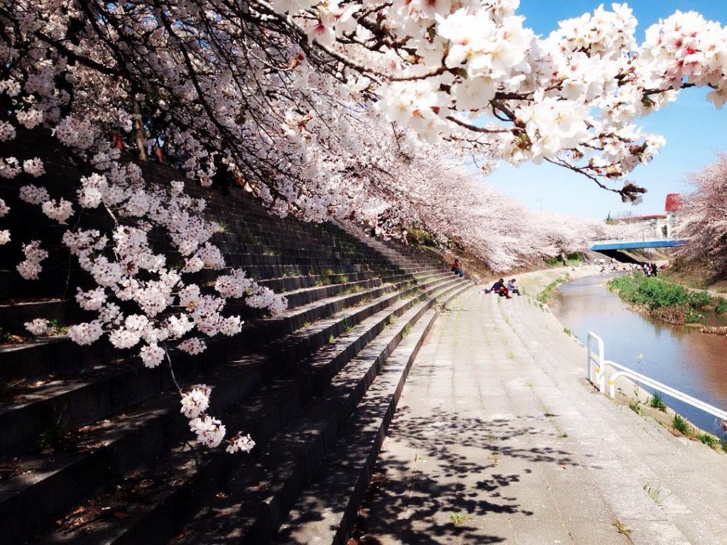 Springtime Vacation in Japan | Where to Enjoy Cherry Blossoms in Japan 2024