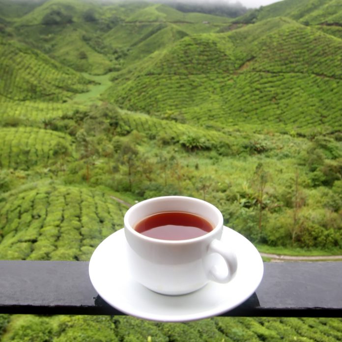 Escape from the City's Heat in Cameron Highlands
