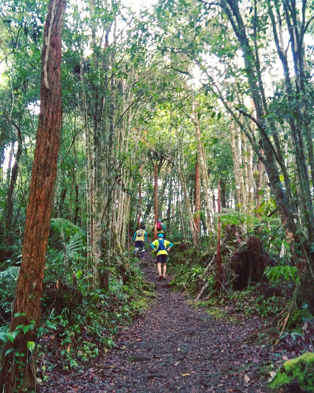 Escape from the City's Heat in Cameron Highlands