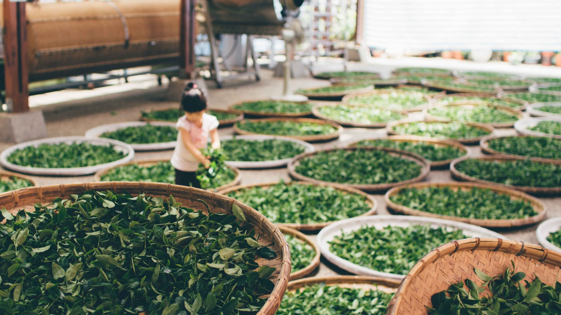This is Why so Many Fall in Love with Taiwanese Tea