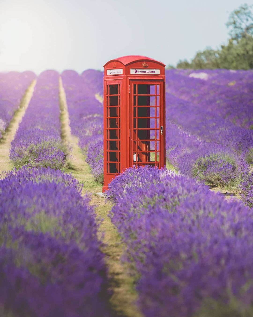 Now Is The Best Time To Visit the Lavender Field Just An Hour Away From ...