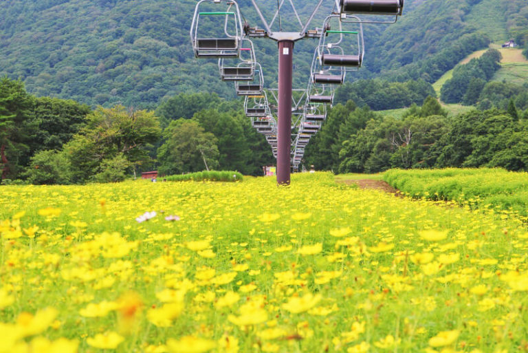 Beautiful Flower Fields to Visit in Nagano: A Blooming Wonderland ...