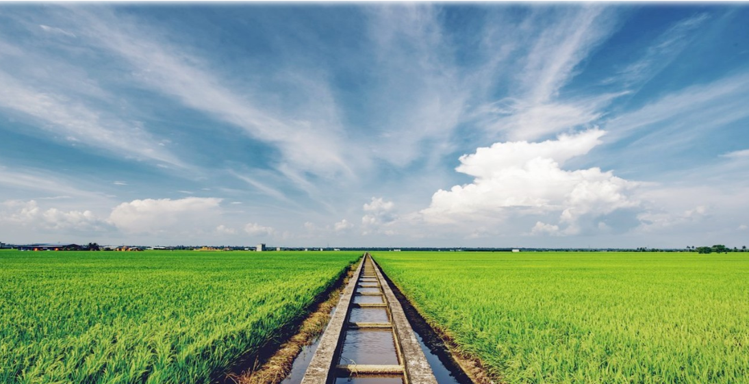 Discover the Scenic Beauty of Sekinchan Village at the North of Kuala ...