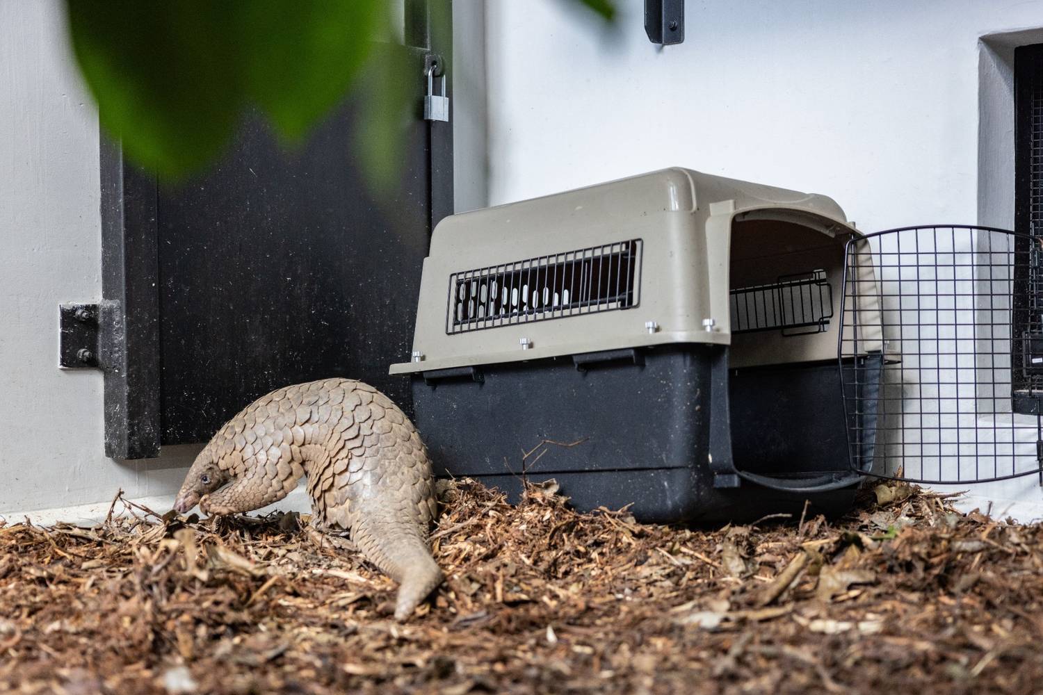 New Pangolin Trail at Singapore Night Safari / mandai wildlife reserve ...